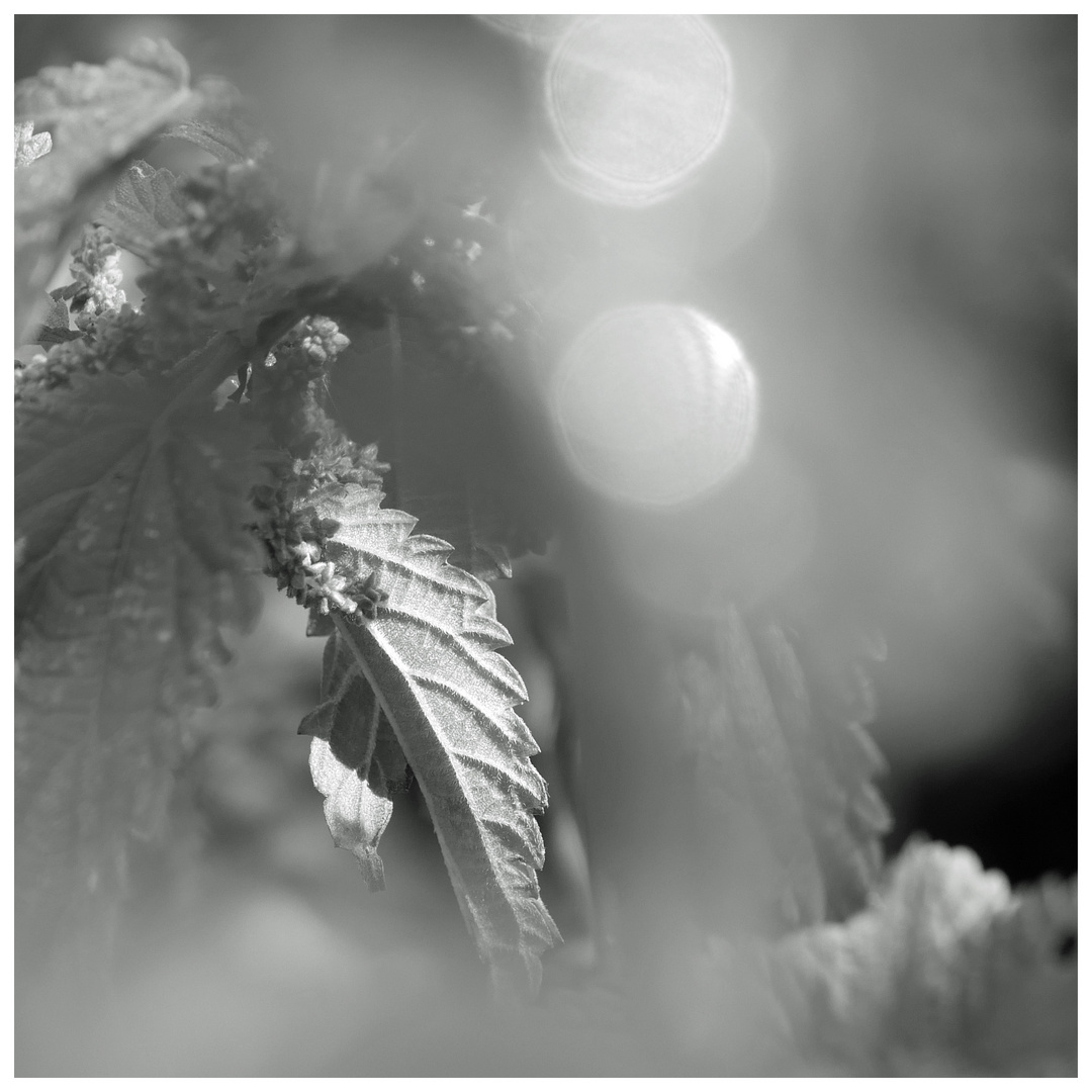 Macro monochrom Foto & Bild | natur-makros, jahreszeiten, sommer Bilder ...