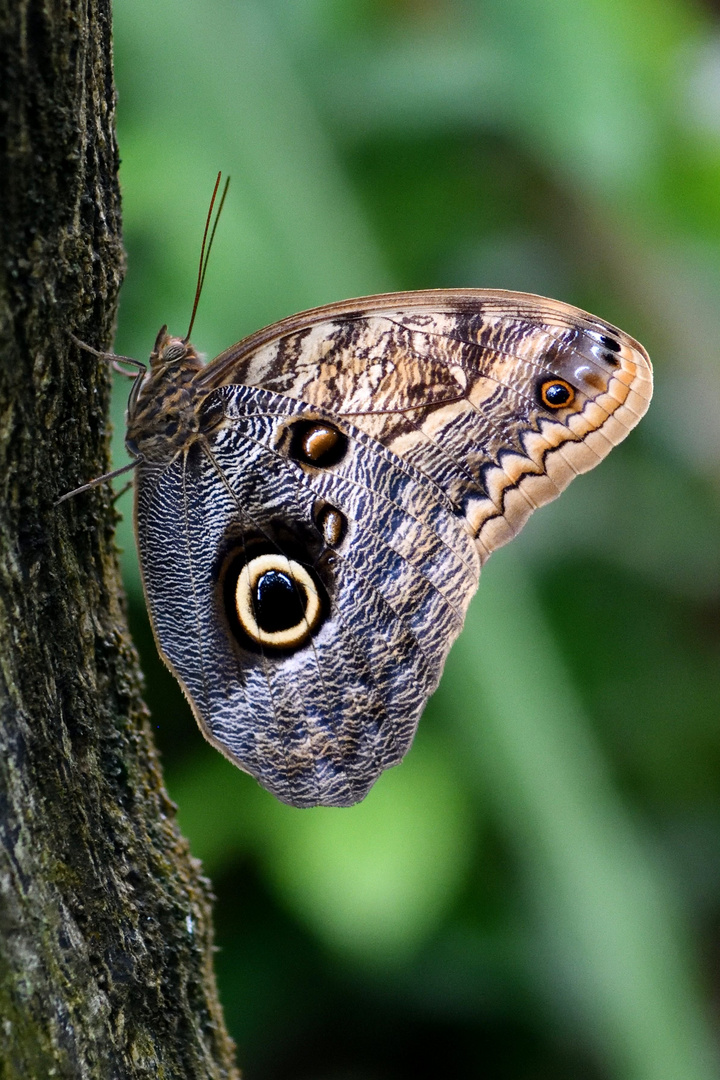 Macro sur un papillon particulier ... photo et image | nature ...