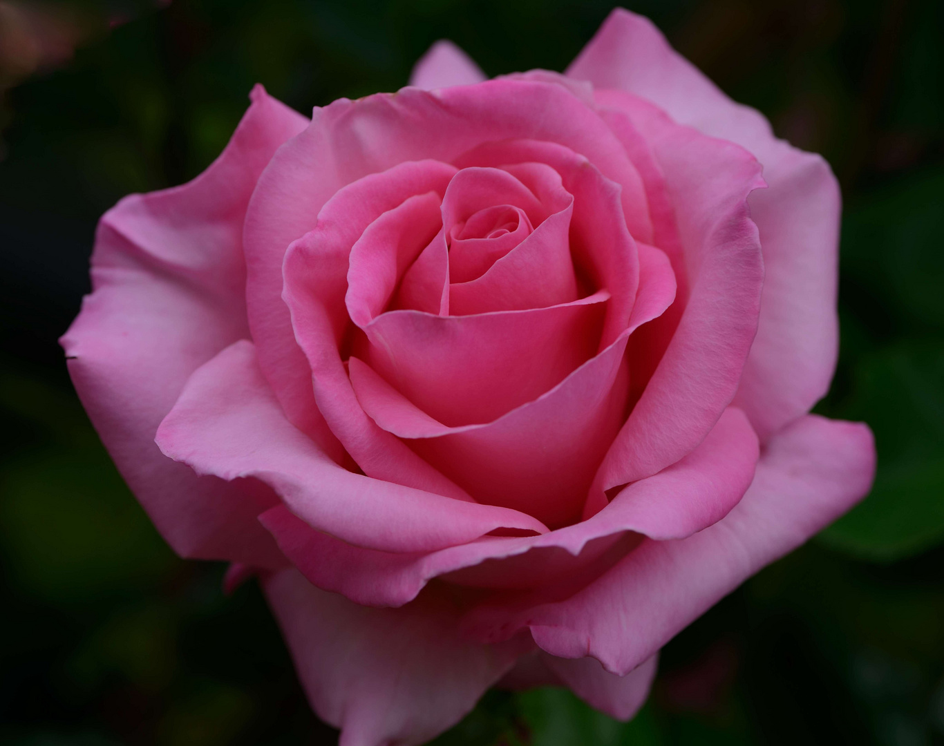 Macro sur une belle rose photo et image | macro nature, macro roses ...