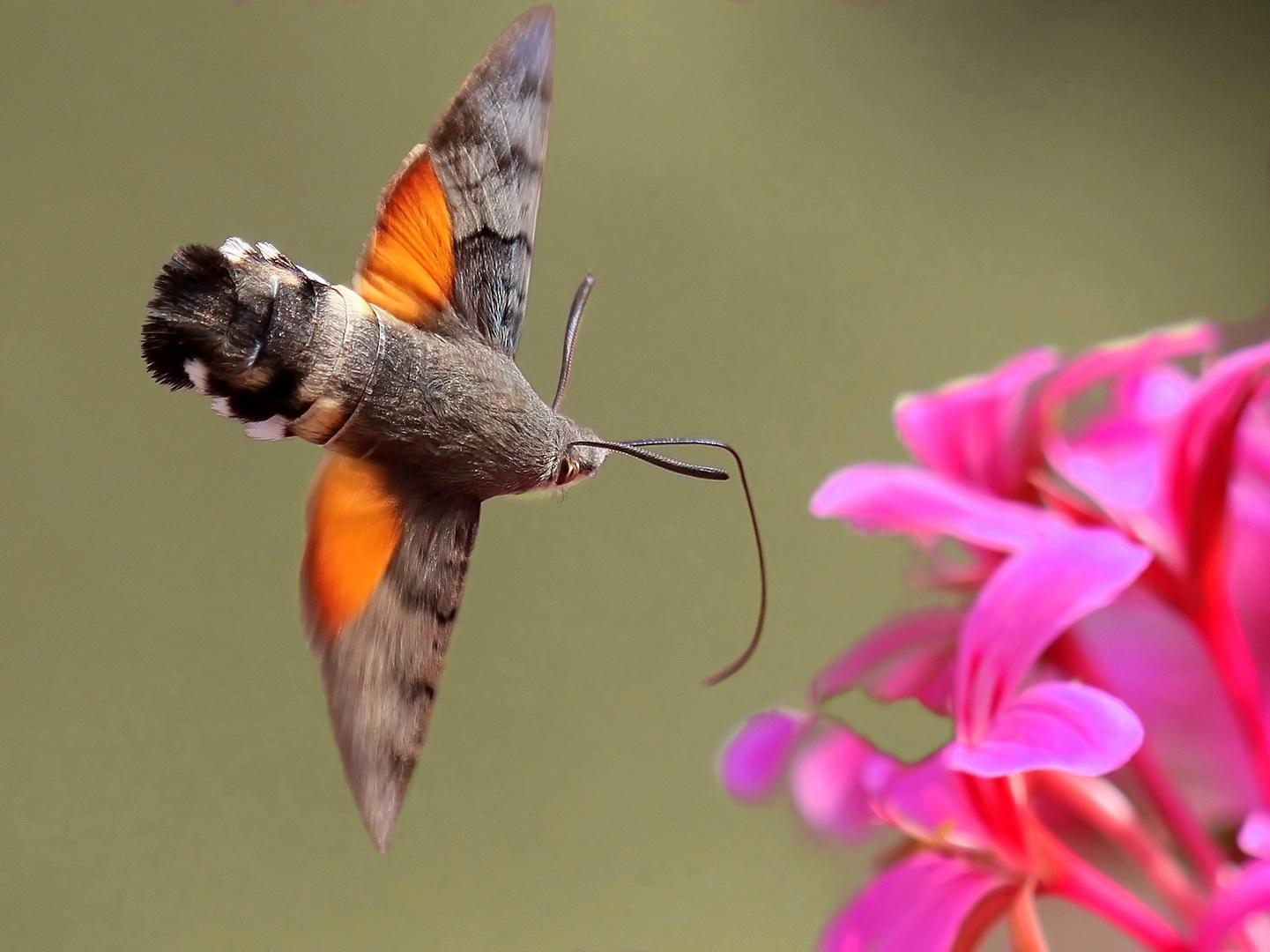 Macroglossum stellatarum Foto & Bild | macrophotographie, insekten, 25. ...