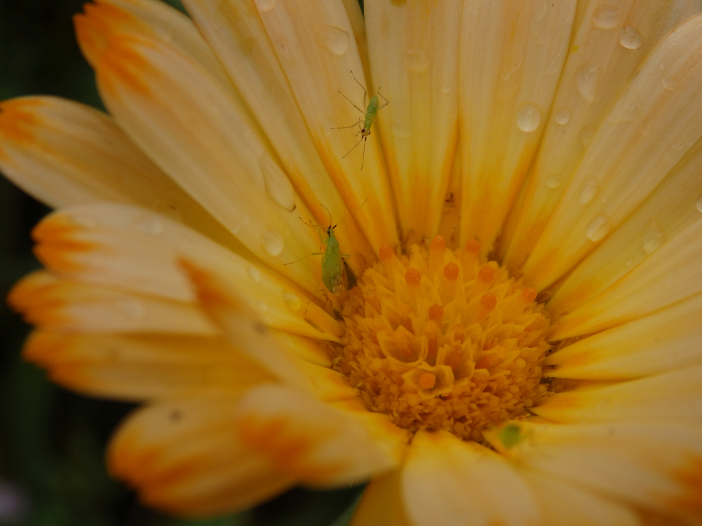 Macrolophus pygmaeus - Nymphe und Imago Foto & Bild | natur, insekten ...
