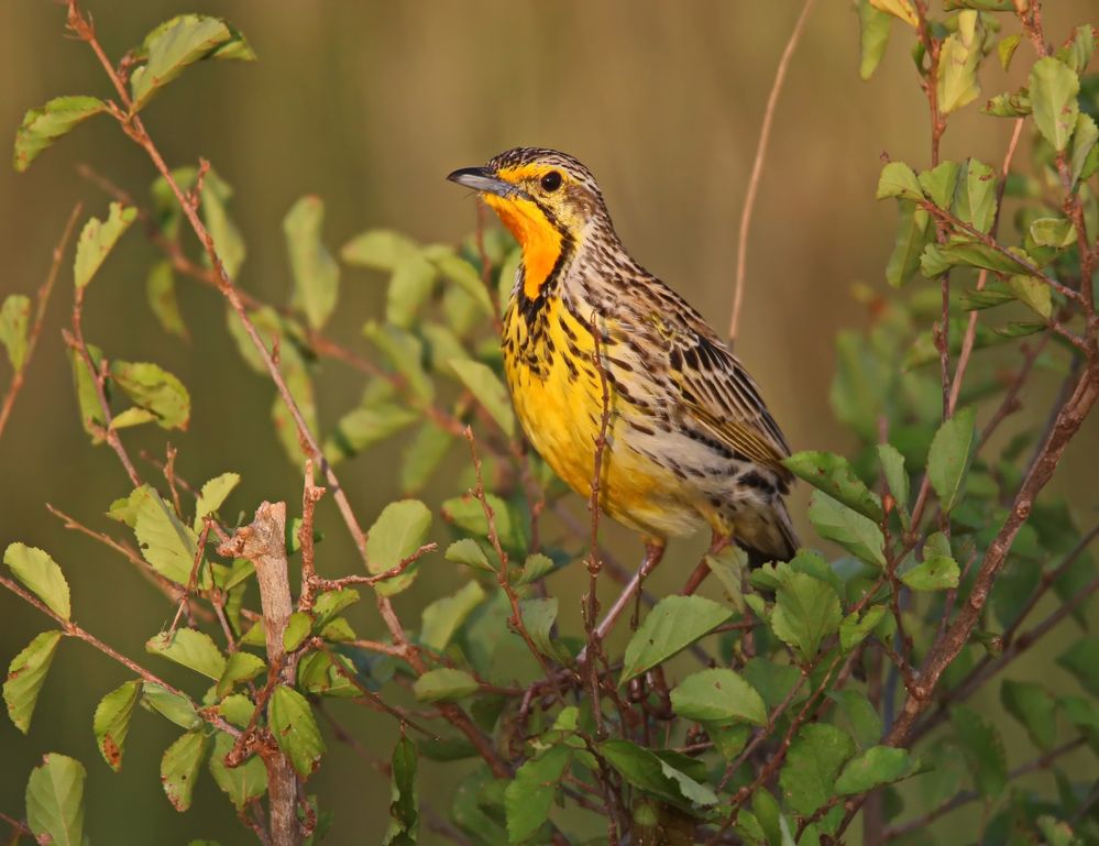Macronyx croceus,Yellow-throated longclaw,Gelbkehlpieper Foto & Bild ...