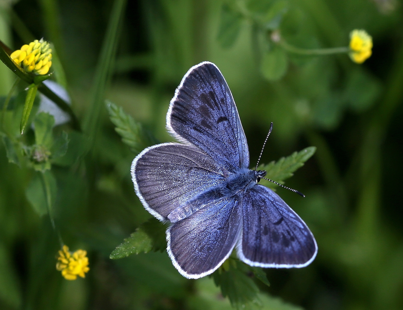 Maculinea arion Foto & Bild | schmetterlinge, makro, natur Bilder auf ...