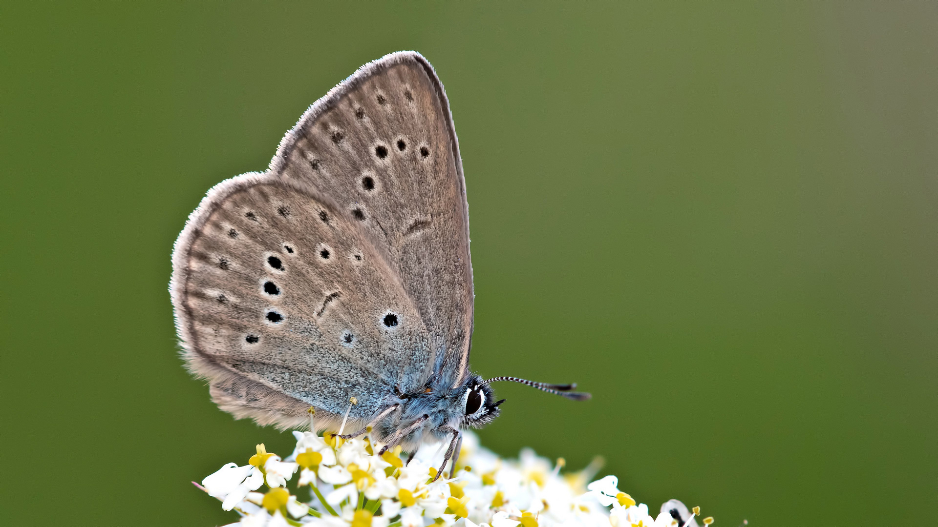 Maculinea rebeli Foto & Bild | outdoor, makro, close up Bilder auf ...