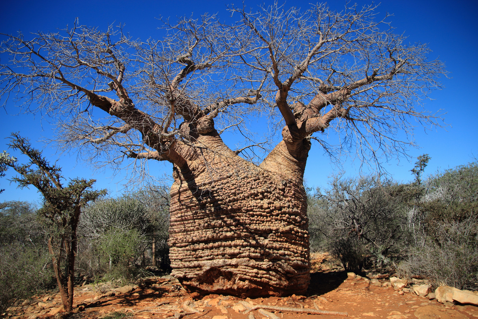 Madagascar Insights (118) Foto & Bild | world, bäume, natur Bilder auf ...