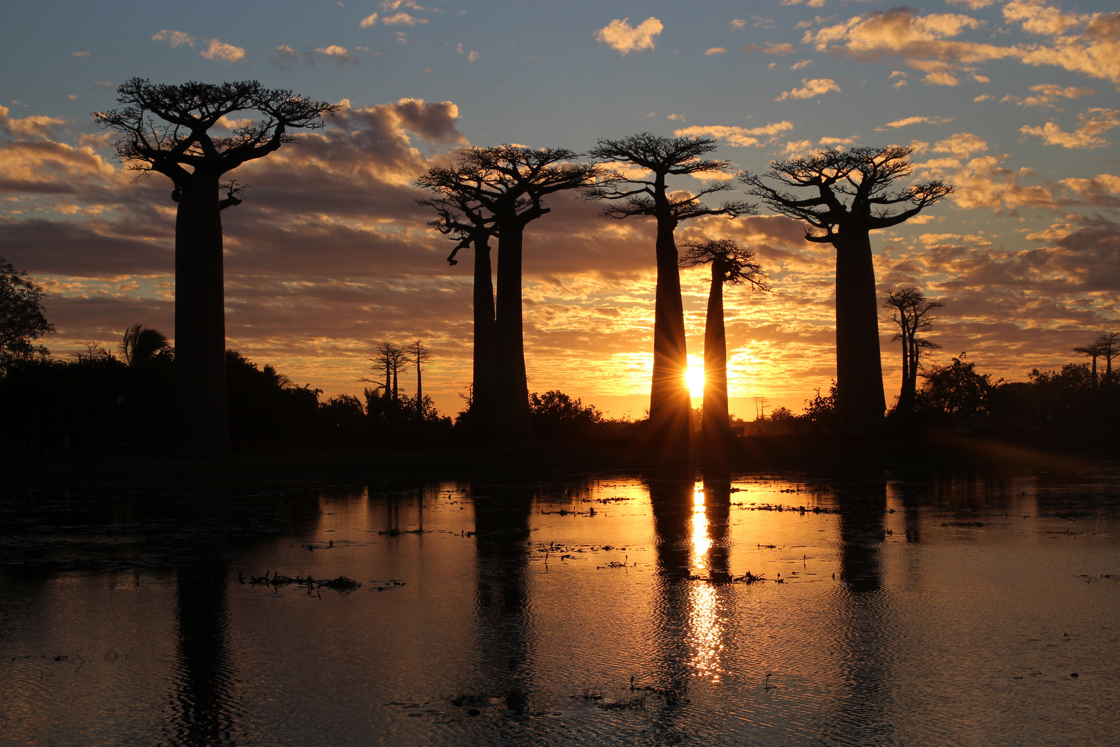Madagascar Insights (120) Foto & Bild | world, bäume, natur Bilder auf ...