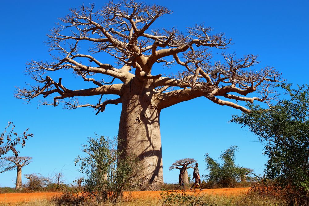 Madagascar Insights (55) Foto & Bild | world, bäume, natur Bilder auf ...