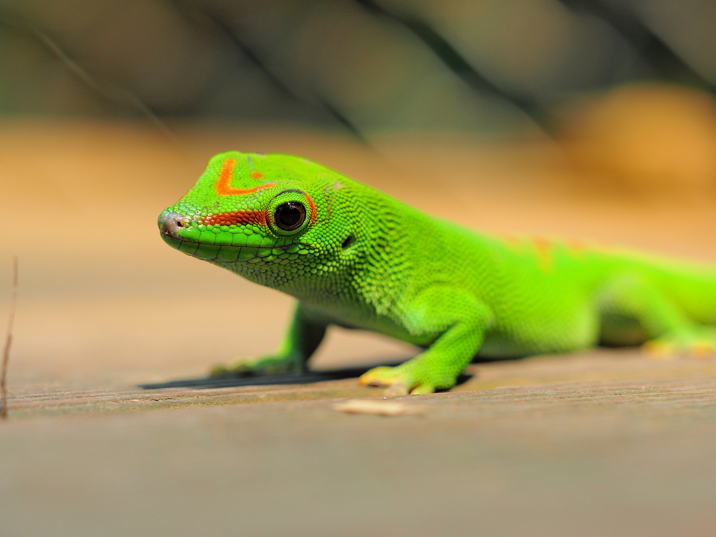 Madagaskar Echse Foto & Bild | tiere, zoo, wildpark & falknerei ...
