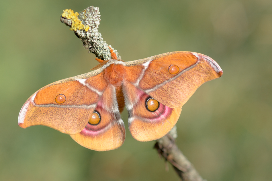 Madagaskar-Kaiser-Spinner (Antherina suraka suraka) - Männchen Foto ...