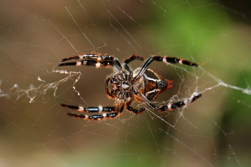 madagassische Radnetzspinne Foto & Bild | tiere, wildlife, spinnen ...