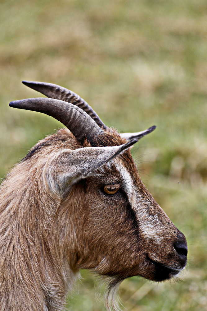 Madame Biquette !!! photo et image | animaux, animaux domestiques ...