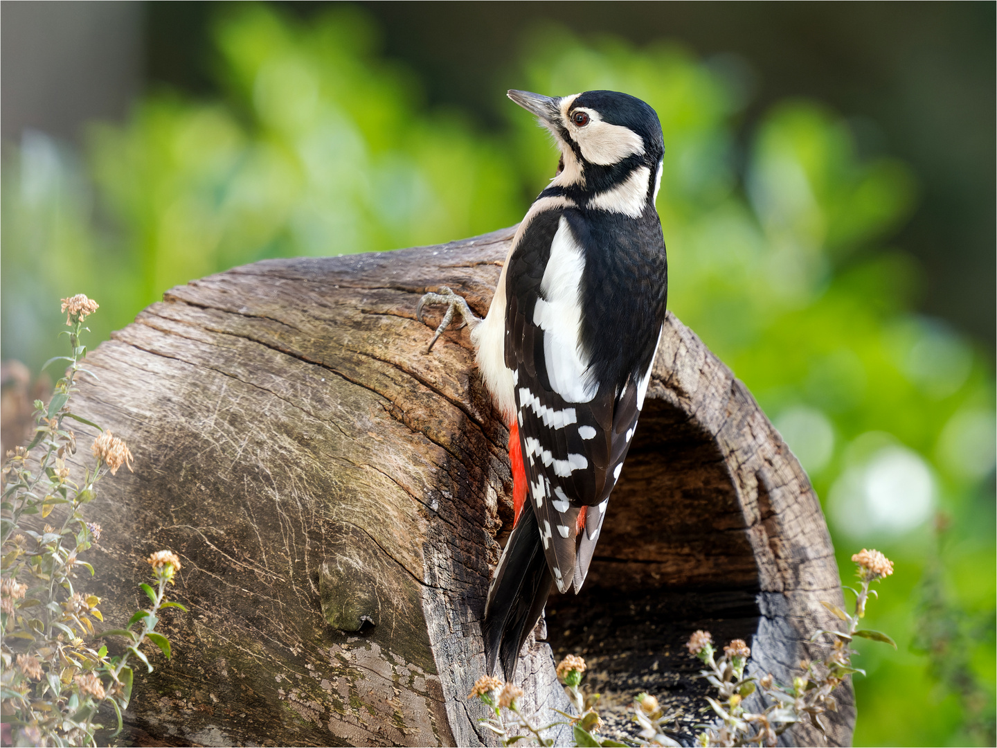 Madame Buntspecht an der Baumscheibe ..... Foto & Bild | tiere ...
