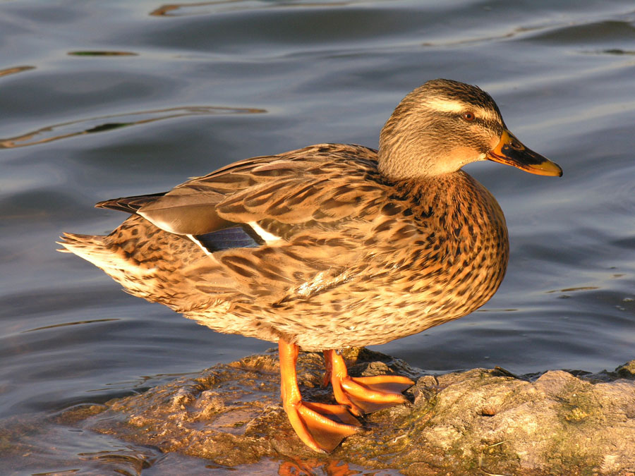 Madame la cane photo et image | animaux, animaux sauvages, nature ...