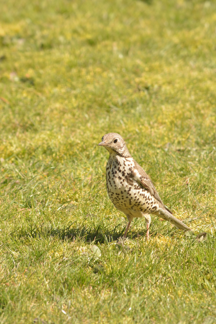 Madame la grive photo et image | jardins, nature, campagne Images ...