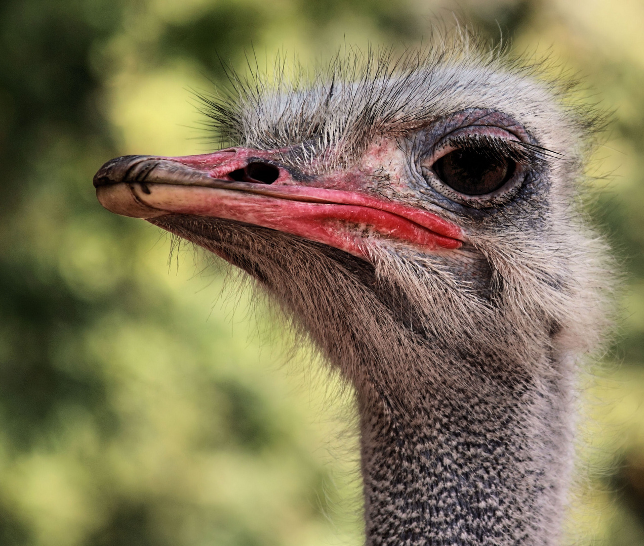 Madame Strauß ist wie immer neugierig ... Foto & Bild | tiere, zoo ...