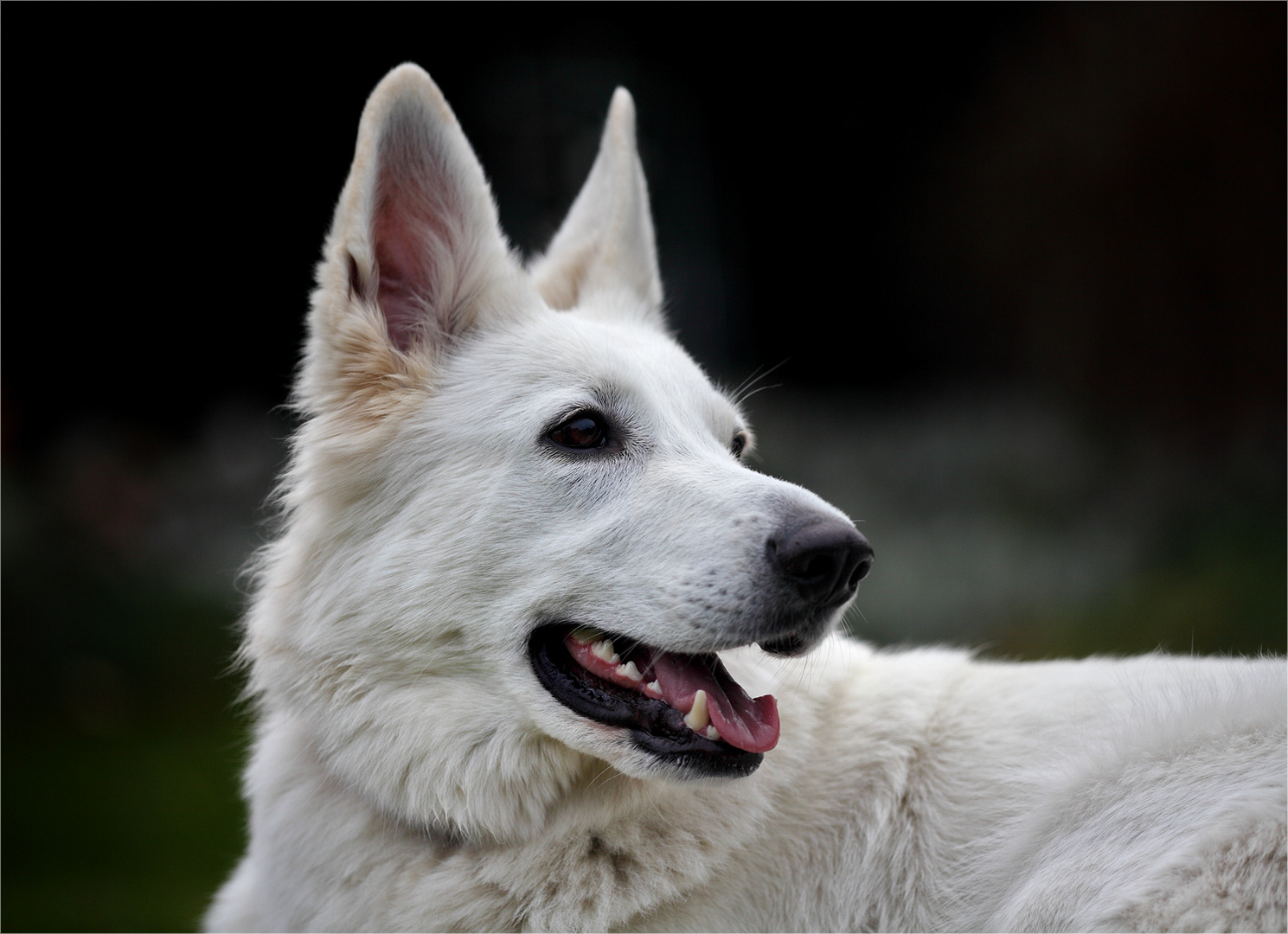 Maddy Foto & Bild | tiere, haustiere, hunde Bilder auf fotocommunity