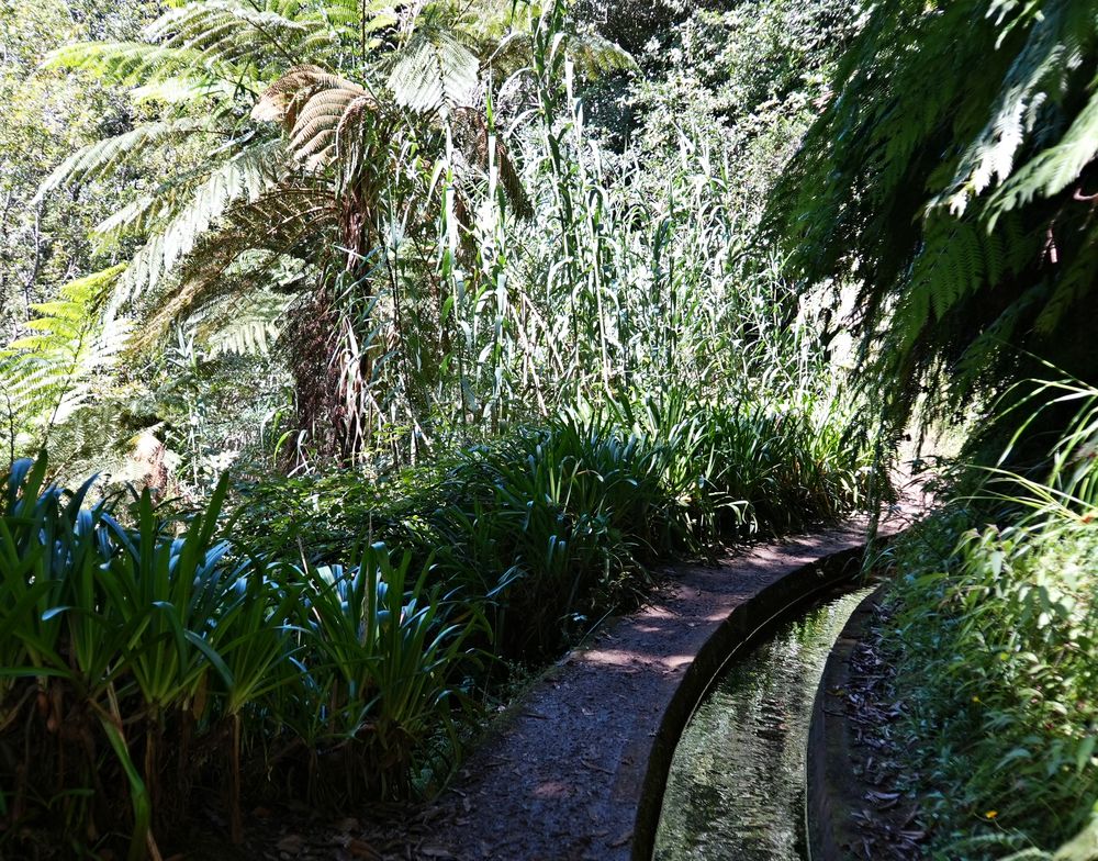 Madeira_2023_20_Madeira-PR 18 Levada do Rei Foto & Bild | europe ...