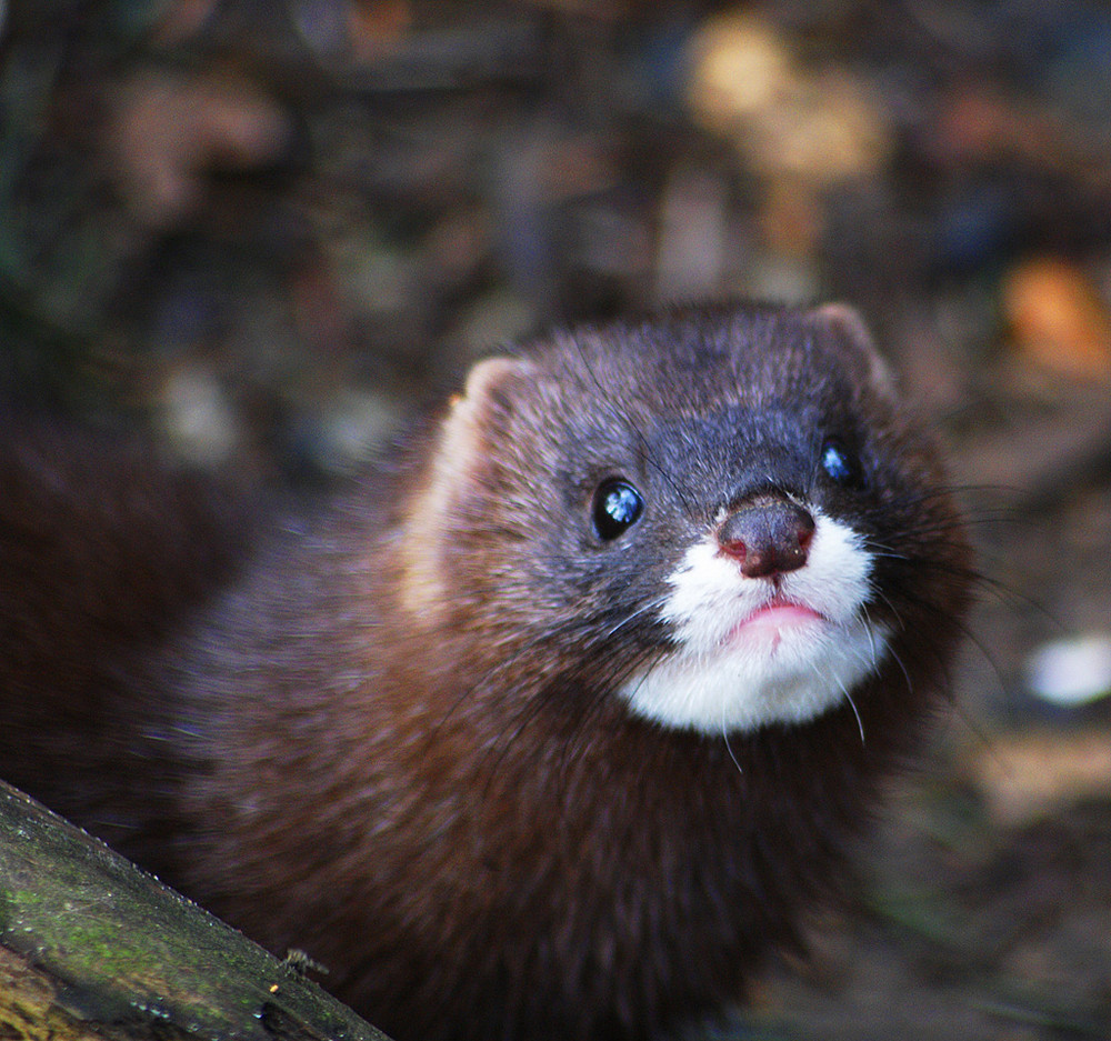 Mader 2 Foto & Bild | tiere, zoo, wildpark & falknerei, säugetiere ...