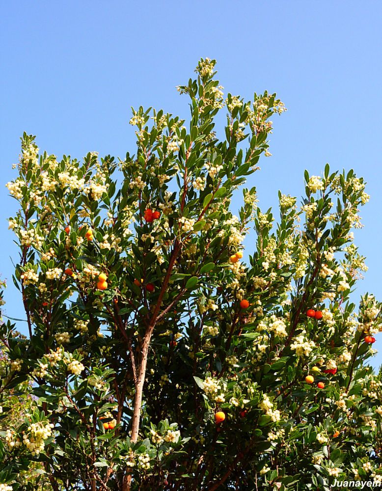 Madroño en flor Imagen & Foto | frutos y semillas, plantas, carpeta ...