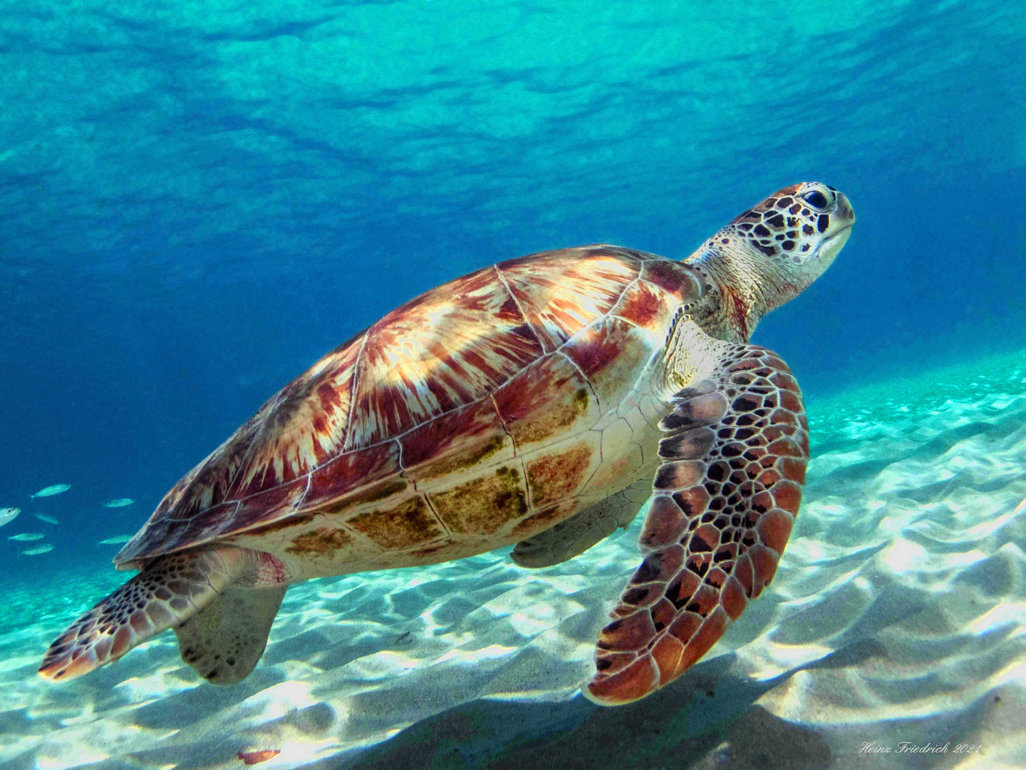 Mächtig - Chelonia mydas Foto & Bild | tiere, wildlife, wildlife ...