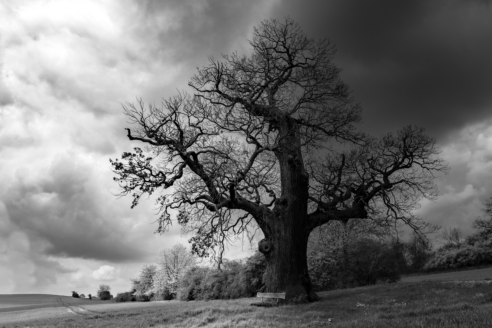 mächtige alte Eiche Foto & Bild | deutschland, europe, sachsen- anhalt ...