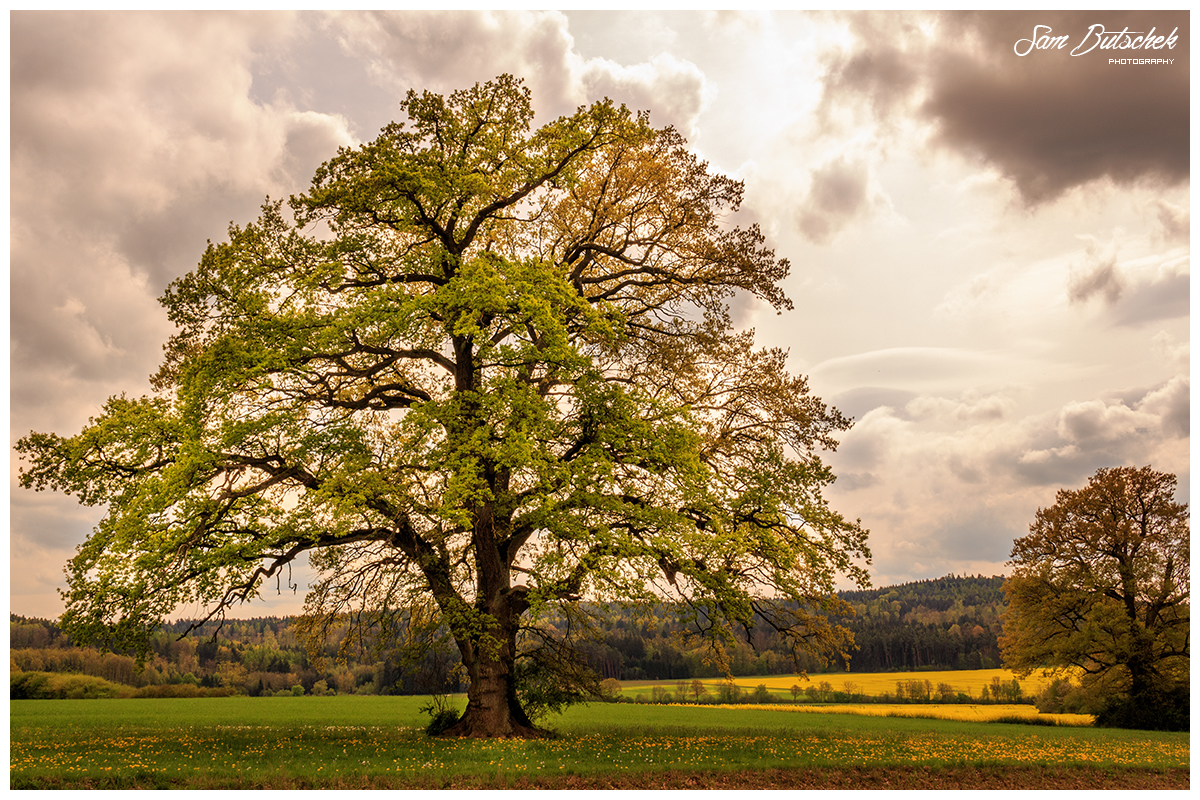 Mächtiger Baum Foto & Bild | landschaft, Äcker, felder & wiesen, raps ...