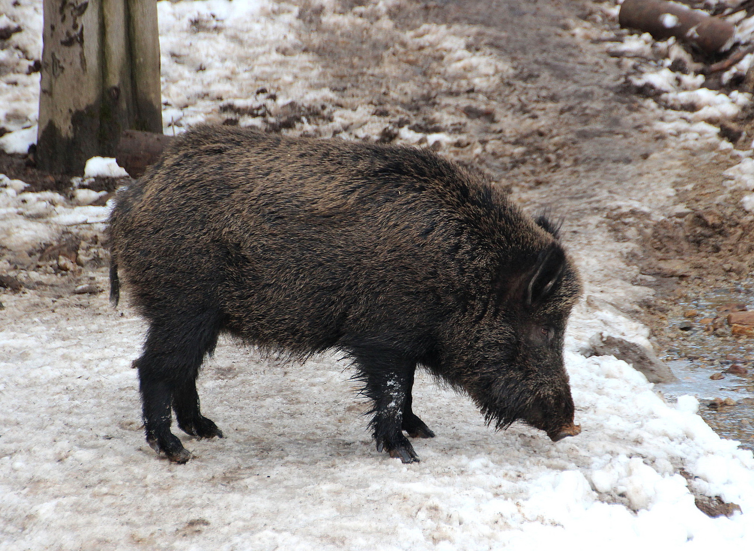 Mächtiger Keiler Foto & Bild | tiere, wildlife, wildlife: sonstige ...