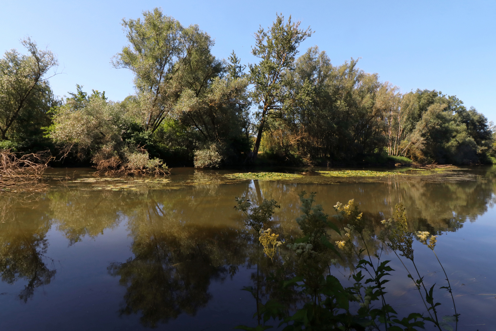 Mädesüß am Flussufer Foto & Bild | landschaften, sommer, wasser Bilder ...