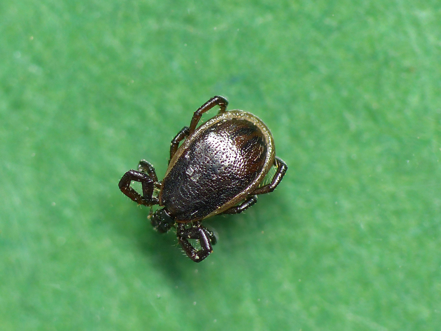 Männchen des Gemeinen Holzbocks (Ixodes ricinus) von oben Foto & Bild | tiere, wildlife ...