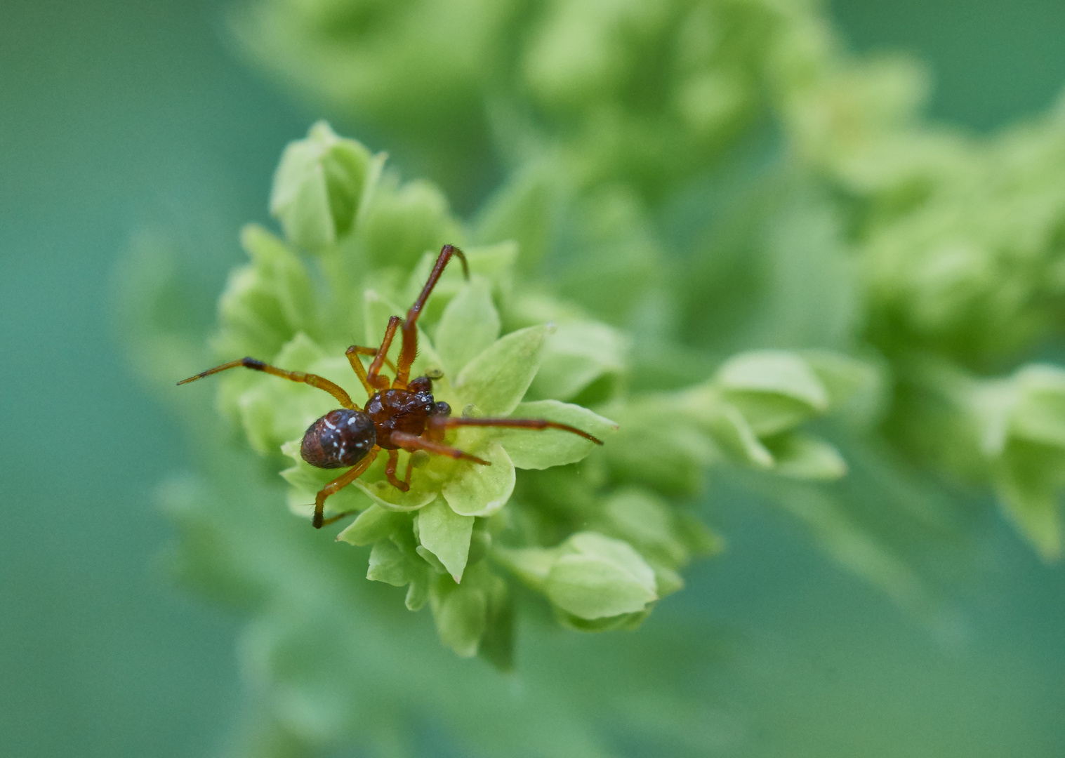 Männliche Crustulina guttata Foto & Bild | natur, tiere, wildlife ...