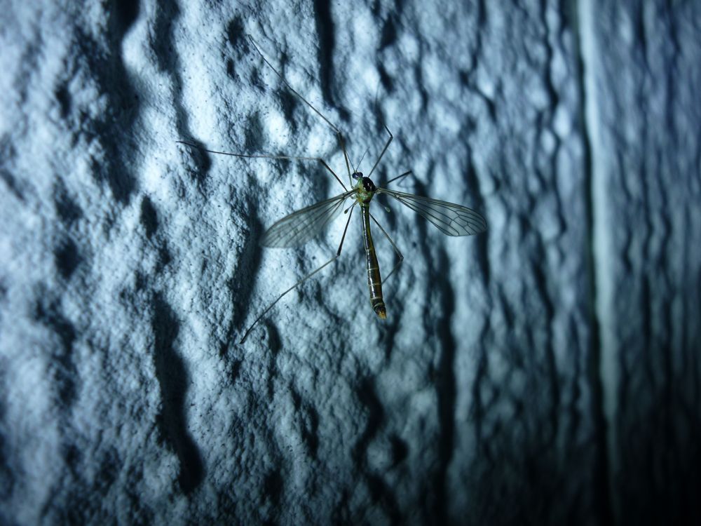 Männliche Gelse an Hauswand Foto & Bild | tiere, wildlife, insekten ...