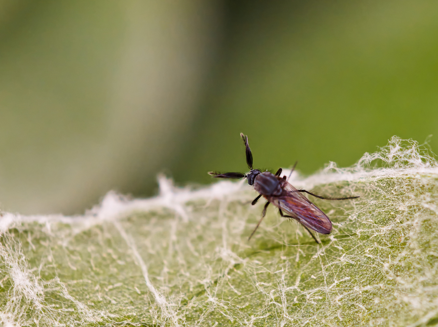 Männliche Gnitze Foto & Bild | natur, insekten, tiere Bilder auf ...