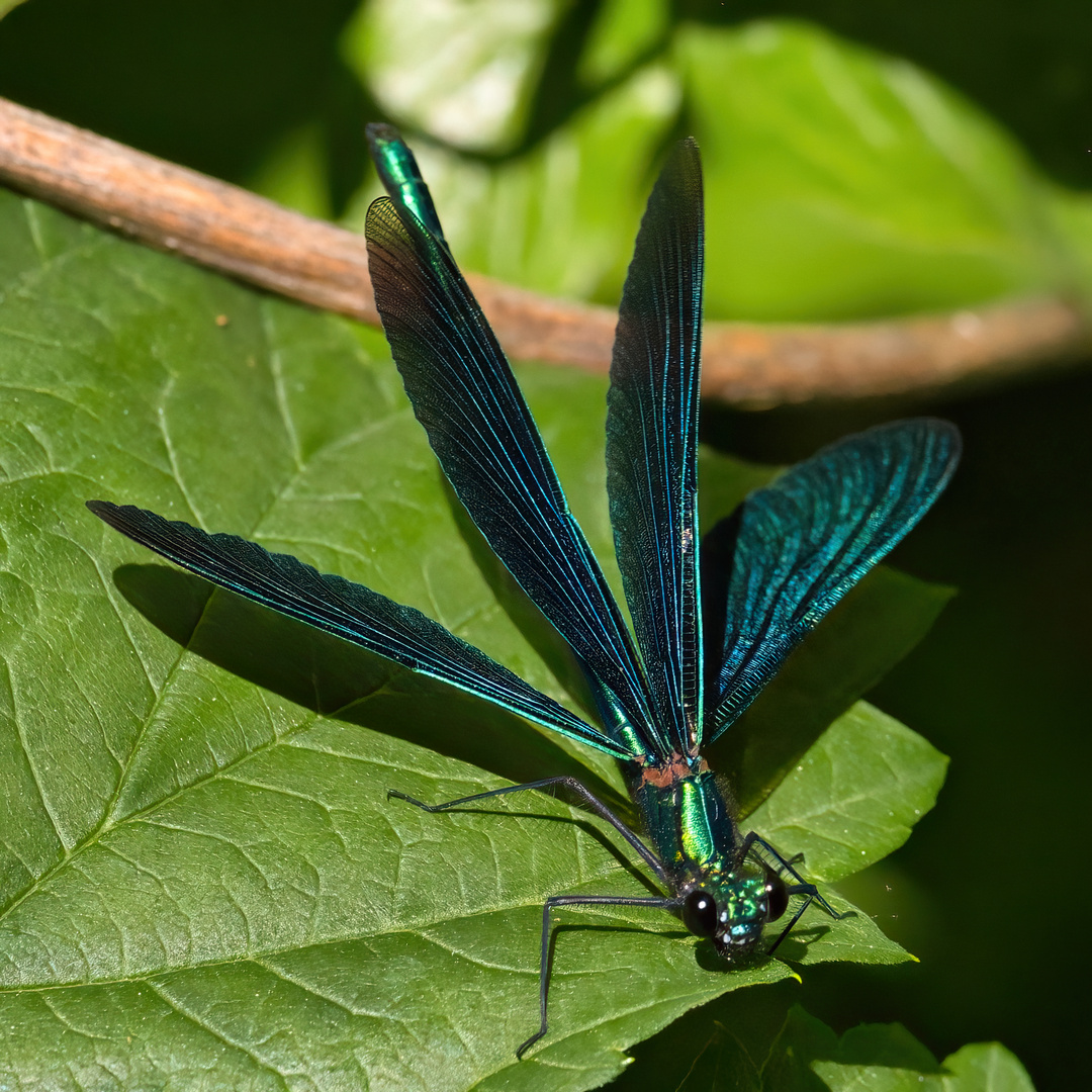 Männliche Prachtlibelle mit gespreizte Flügel Foto & Bild | tiere ...