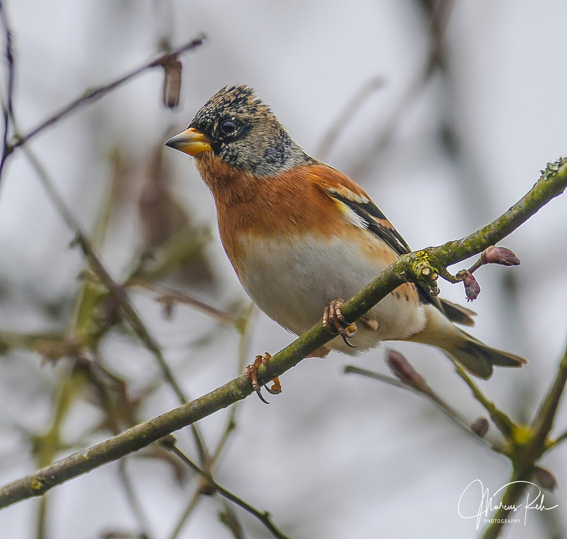 Männlicher Bergfink Foto & Bild | tiere, wildlife, wild lebende vögel ...