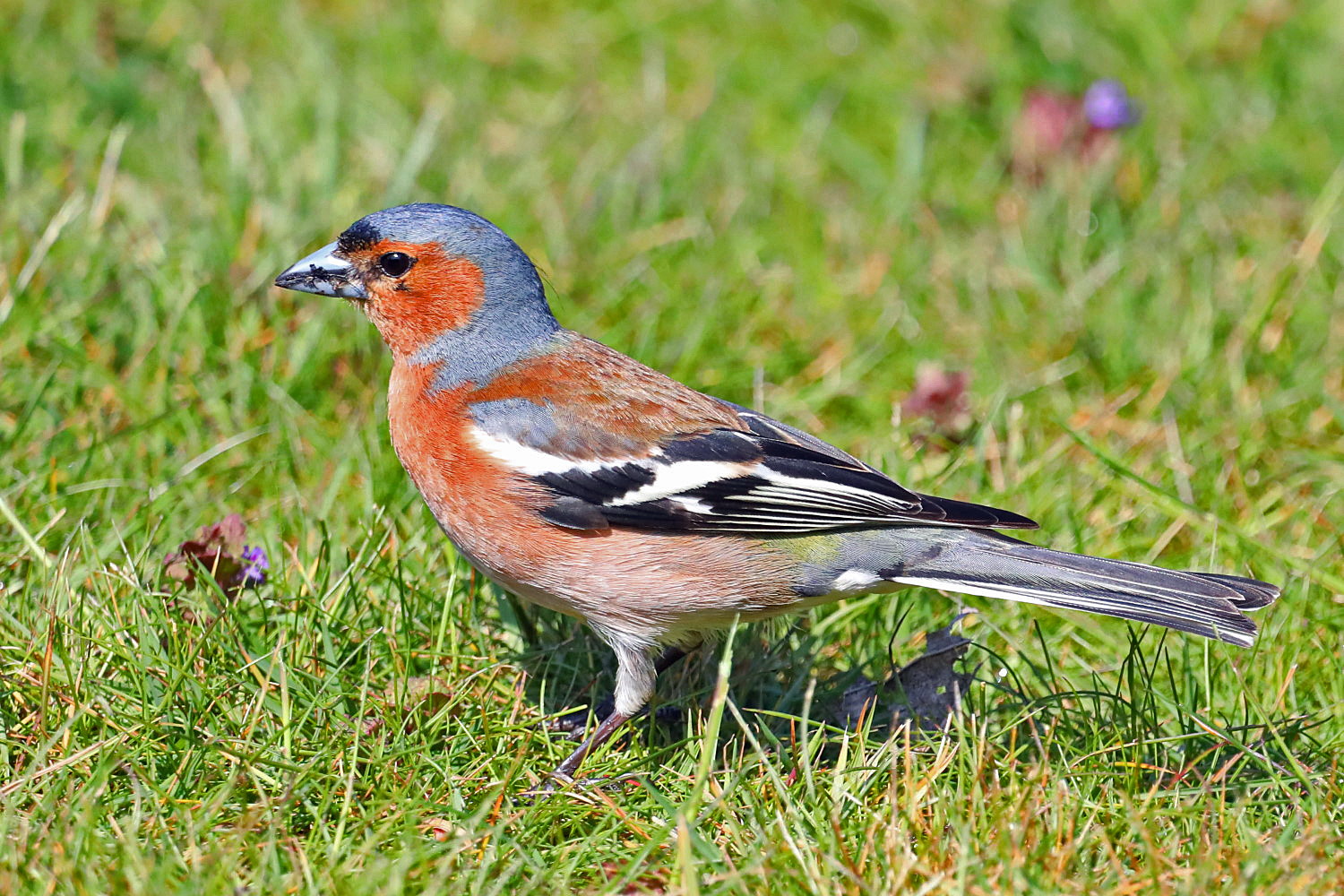 männlicher Buchfink Foto & Bild | vögel, fotos, frühling Bilder auf ...