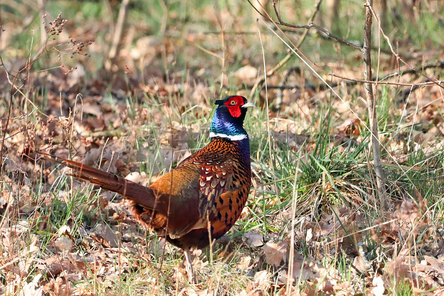 männlicher Fasan Foto & Bild | fotos, natur, vogel Bilder auf fotocommunity