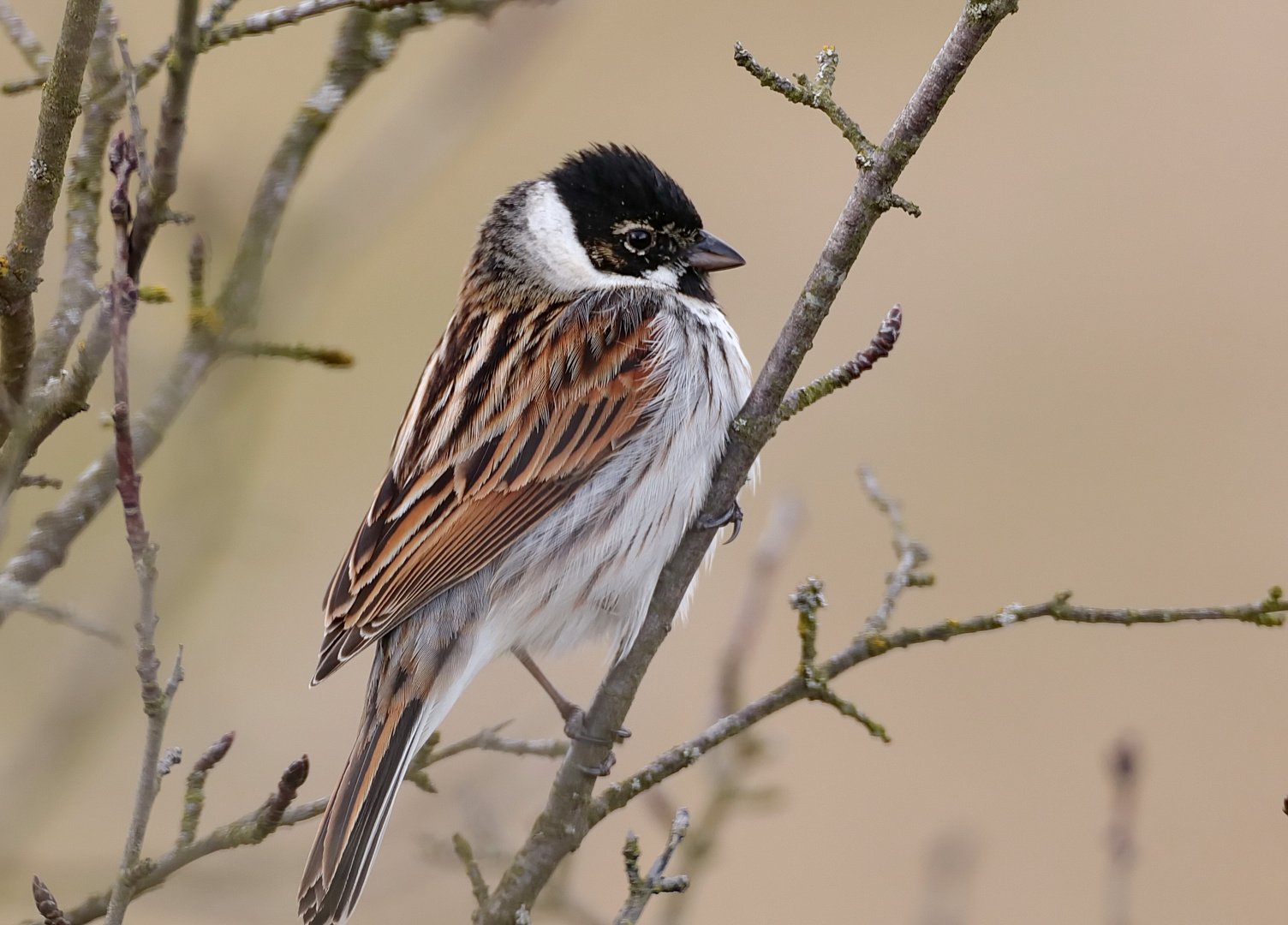 Männlicher Rohrammer Foto & Bild | natur, singvogel, tiere Bilder auf ...