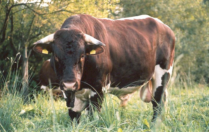 Männliches Pinzgauerrind - eine autochtone Salzburger Rinderrasse Foto ...