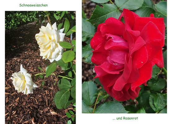 Rosen Bilder & Fotos