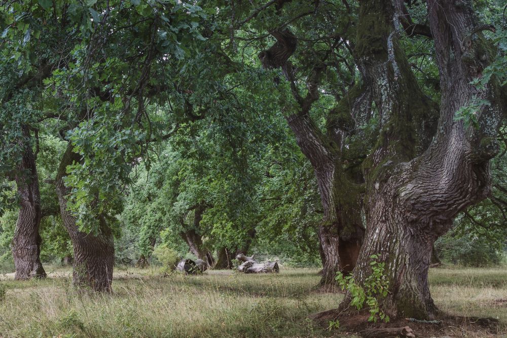 Märchenhafter Eichenwald Foto & Bild | landschaft, lebensräume, wald ...