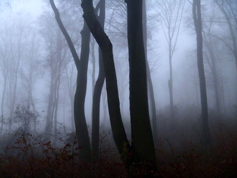 märchenwald - Bild & Foto von ari fink aus 12 Dezember - Märchen ...