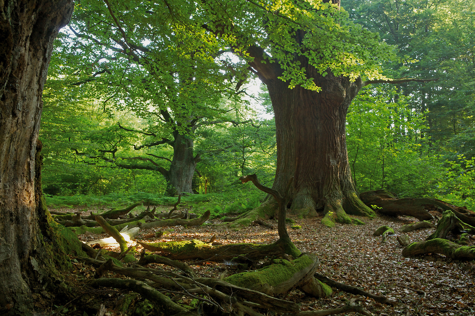 Märchenwald Sababurg Foto & Bild | landschaft, wald, märchen Bilder auf ...