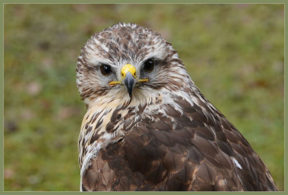 "Mäusebussard" Foto & Bild | tiere, zoo, wildpark & falknerei, vögel ...
