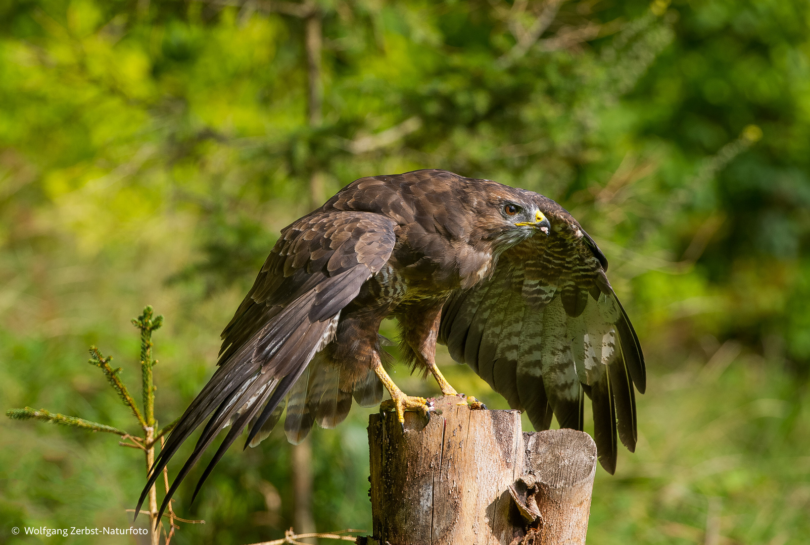 Mäusebussard --- Foto & Bild | fotos, natur, tiere Bilder auf fotocommunity