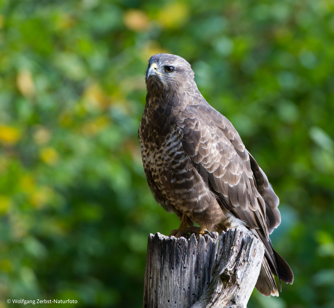 Mäusebussard --- ( Buteo buteo ) Foto & Bild | fotos, world, nacht ...