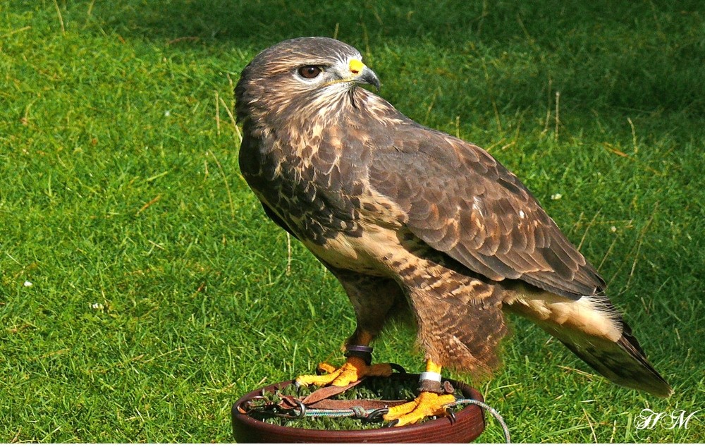 Mäusebussard Foto & Bild | tiere, zoo, wildpark & falknerei, vögel ...