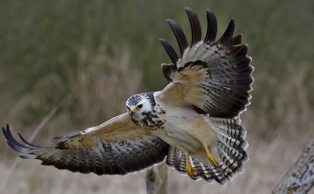 Mäusebussard im Flug Foto & Bild | natur, tiere, vögel Bilder auf ...