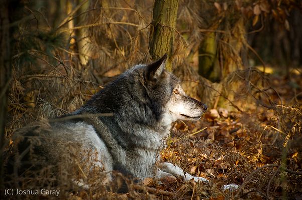 Joshua Garay - Fotos & Bilder - Fotograf aus Rodenbach b. Hanau ...