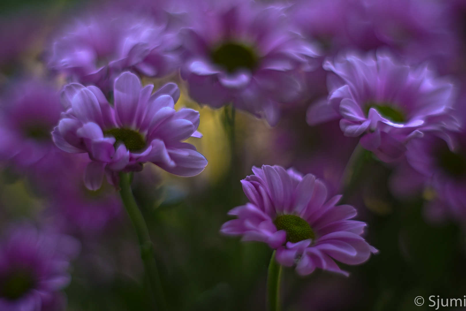 Magenta fire.... Foto & Bild | pflanzen, pilze & flechten, blüten ...