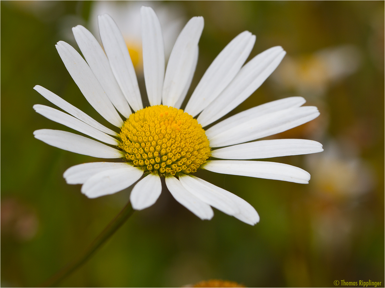 Magerwiesen-Margerite (Leucanthemum vulgare) Foto & Bild | pflanzen ...